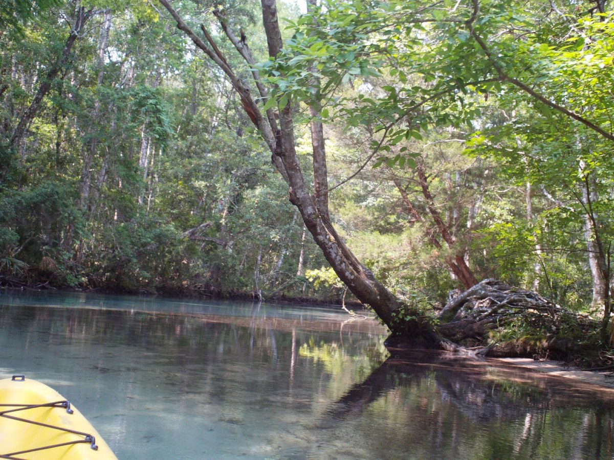 A Florida Spring-Fed River and Manatees – Matt’s Musings